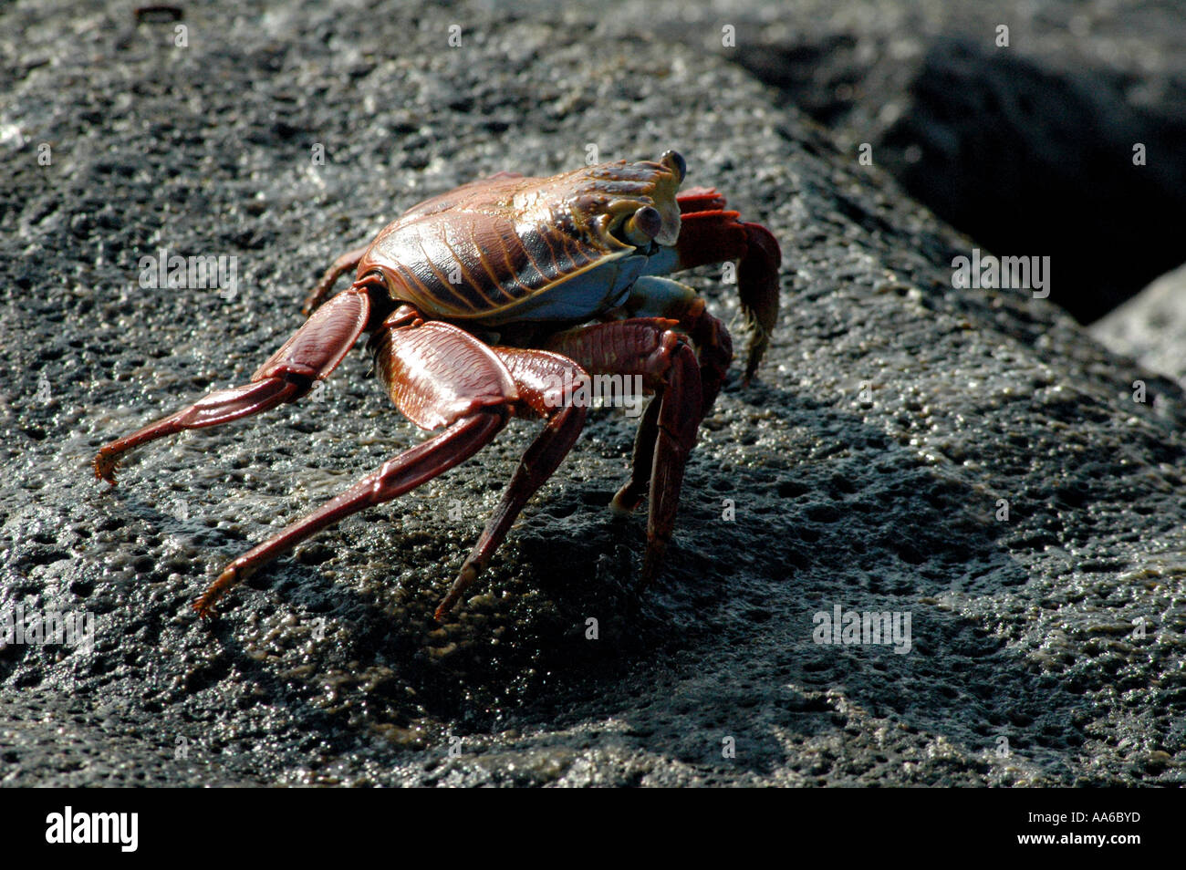 Sally light foot crab hi-res stock photography and images - Alamy