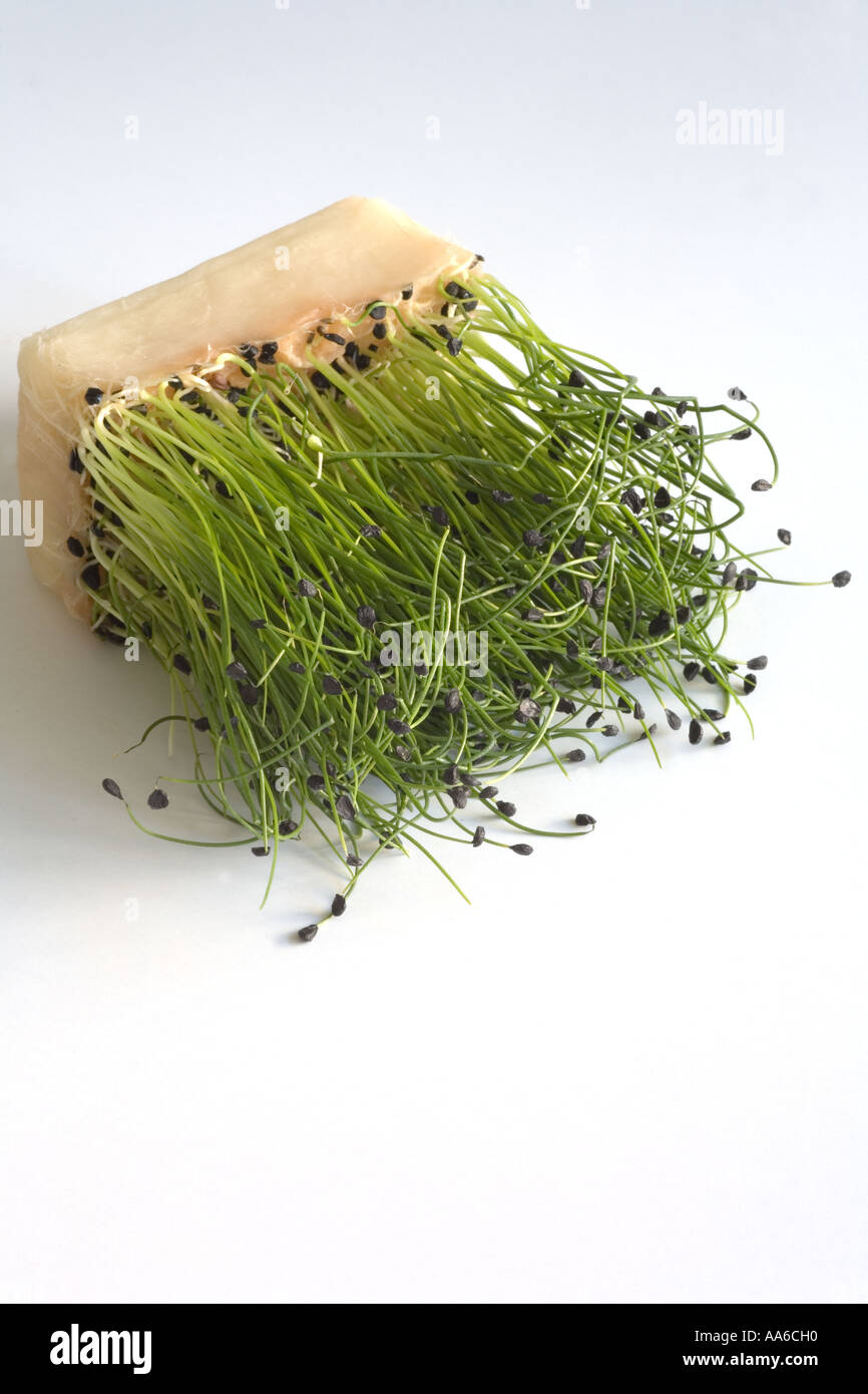 SEEDLINGS OF ROCK CHIVES SPROUTINGS Stock Photo - Alamy