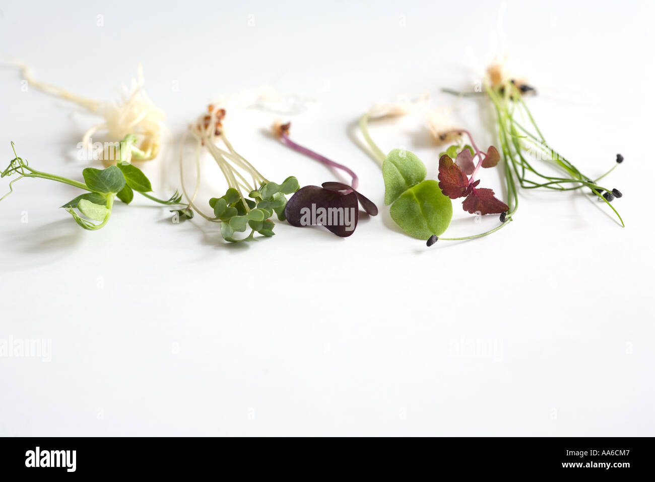 ROW OF CRESS SEEDLING IN CLOSE UP PART OF SAKURA CRESS MIX Stock Photo ...