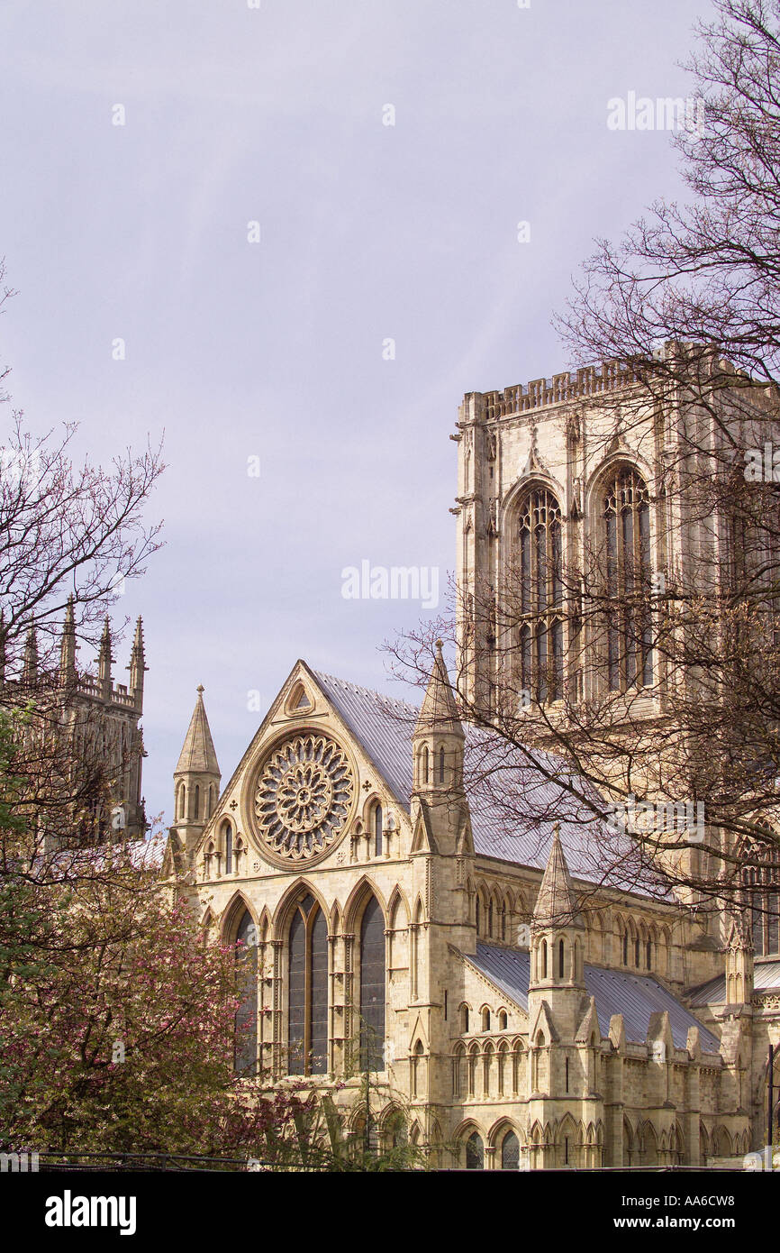 The Rose window and the central tower of York Minster framed by trees ...