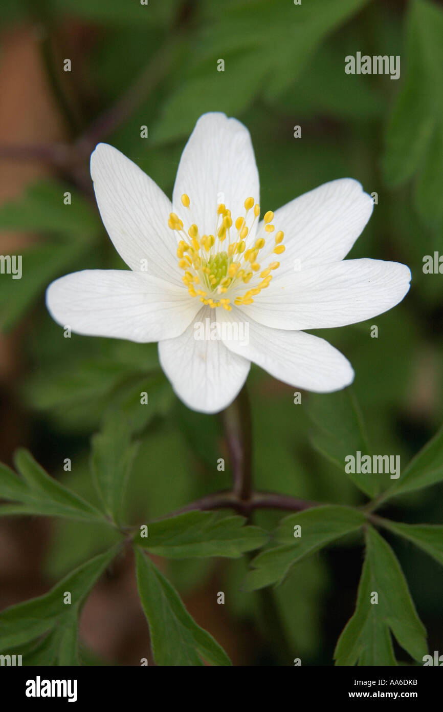 Wood Anemone flower in Spring woodland enviroment COMMON NAME Wood ...
