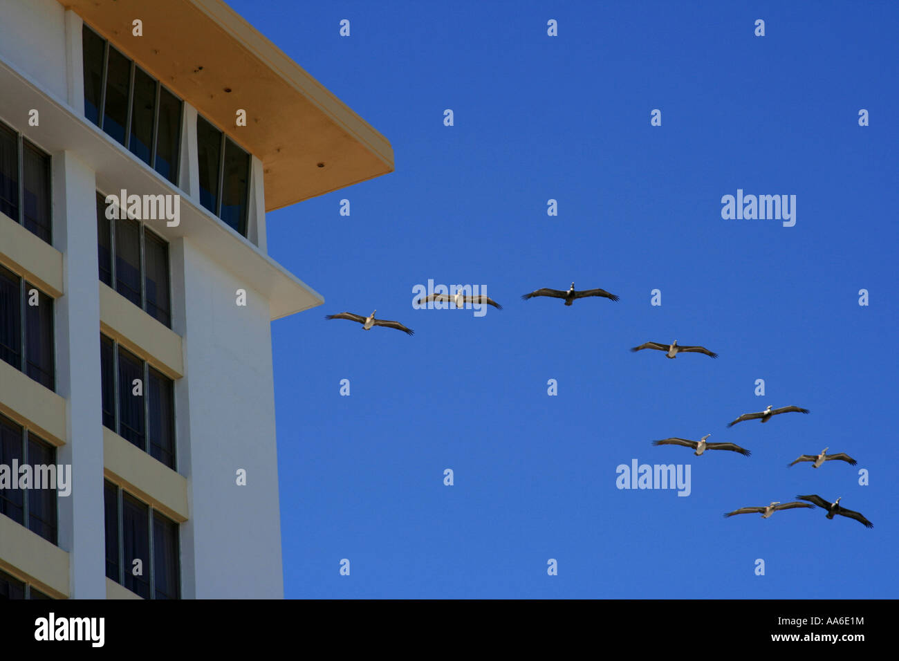 Birds beautifully aligned in a condominium complex in Florida Stock ...