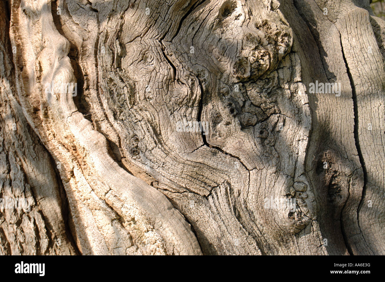 Twisted bark of an ancient oak tree Stock Photo - Alamy