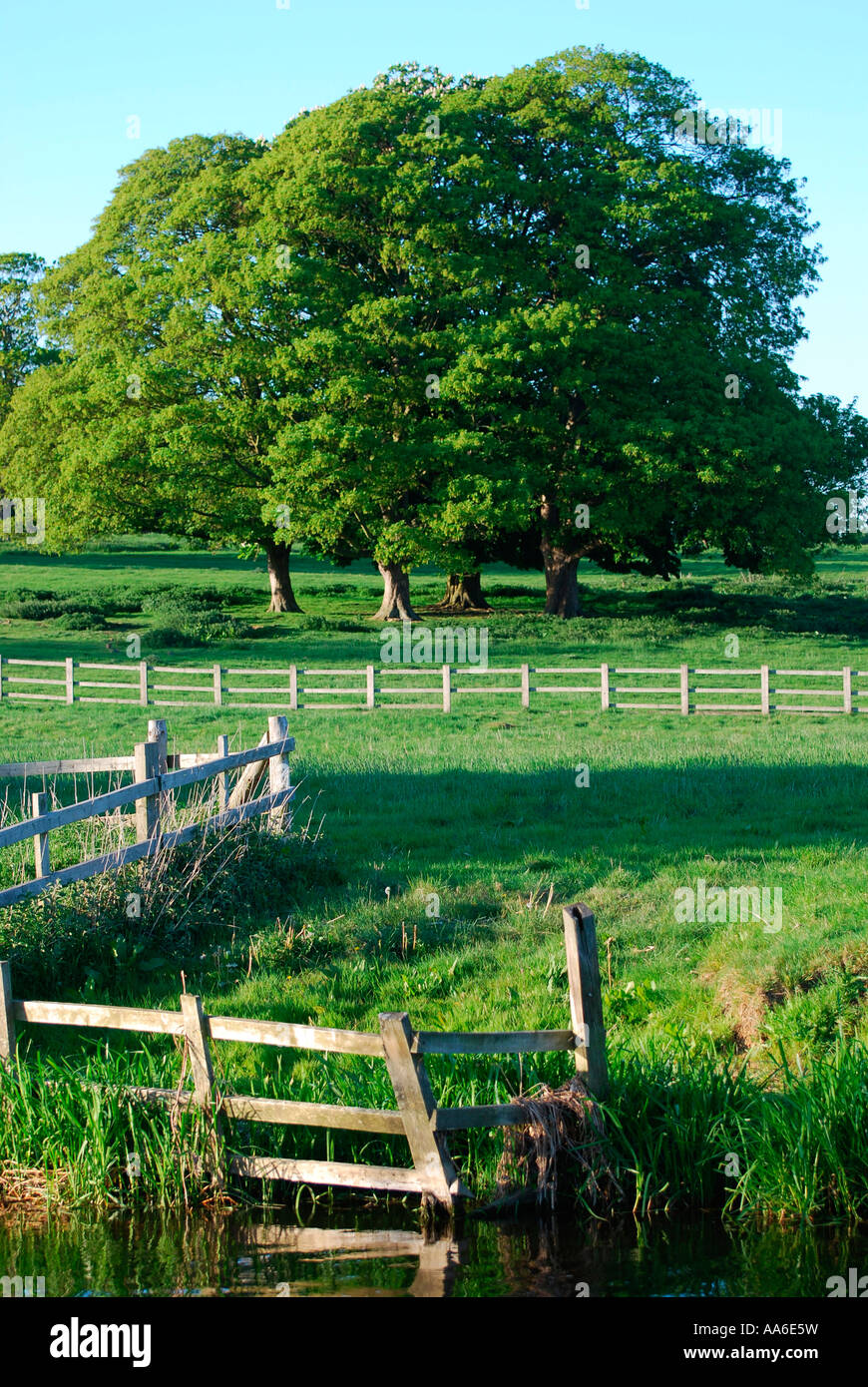 Oak tree copse near Wadenhoe, Northamptonshire Stock Photo - Alamy
