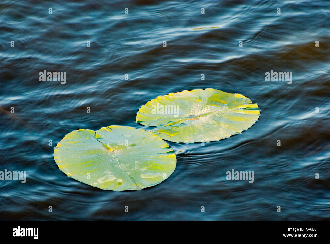 Two lily pads hi-res stock photography and images - Alamy
