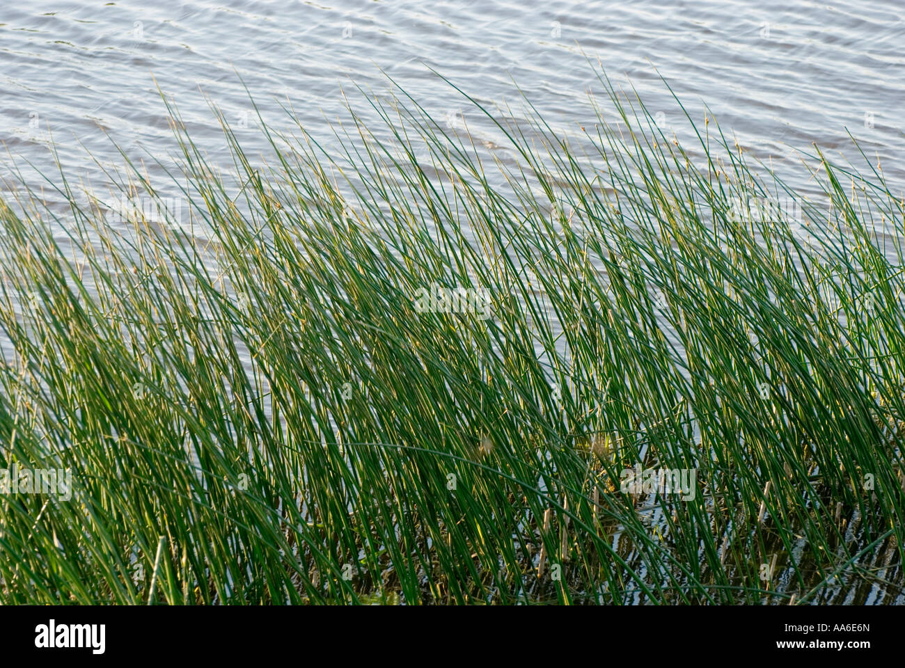 Water reeds on River Nene Stock Photo - Alamy