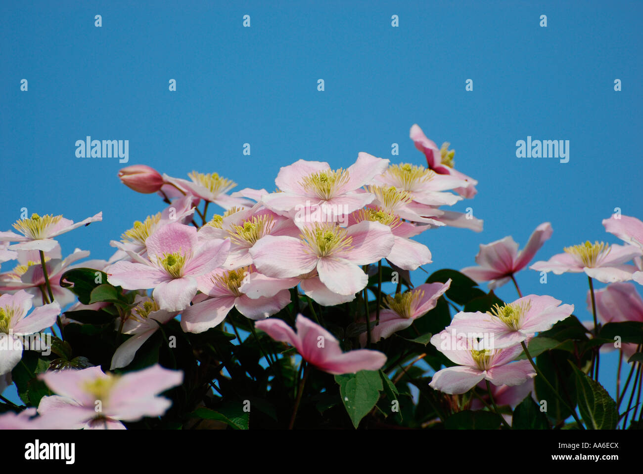 Pink clematis blue sky hi-res stock photography and images - Alamy