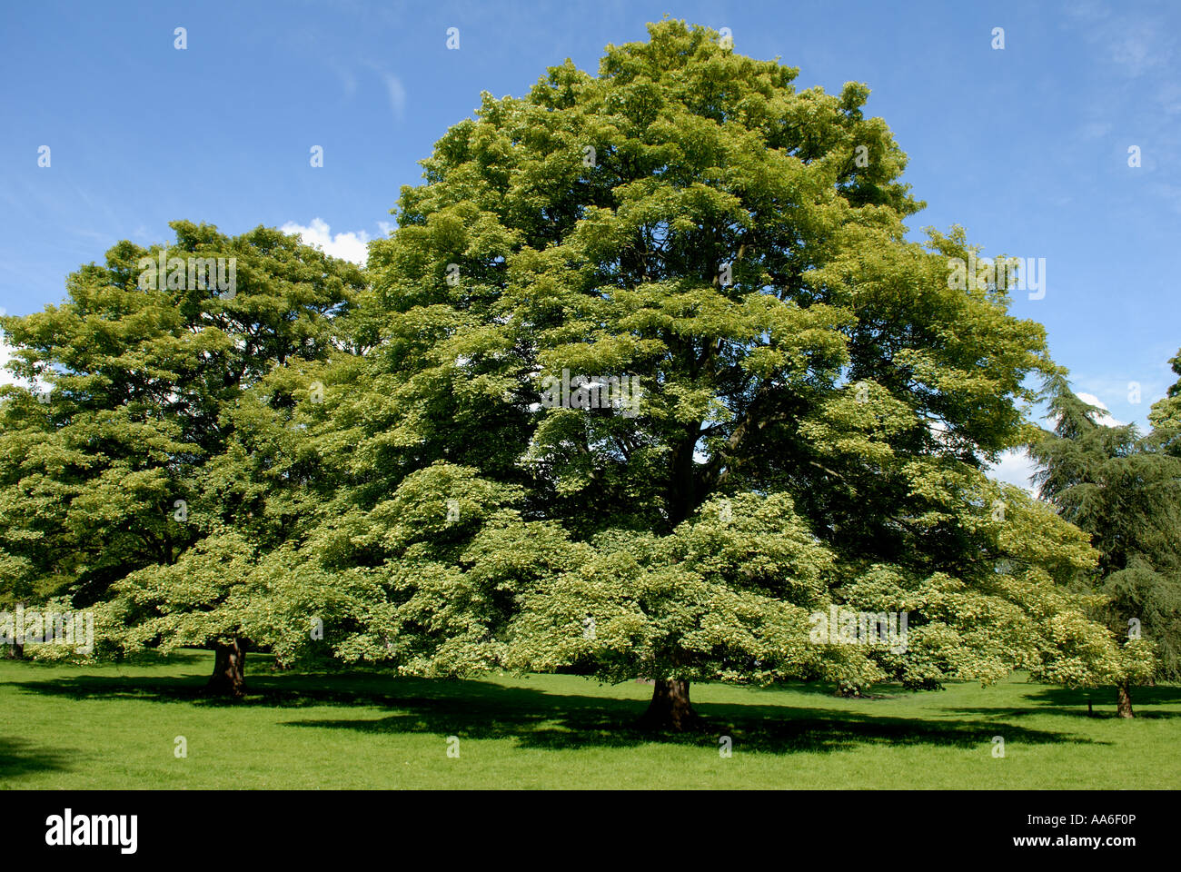 Sycamore tree hi-res stock photography and images - Alamy