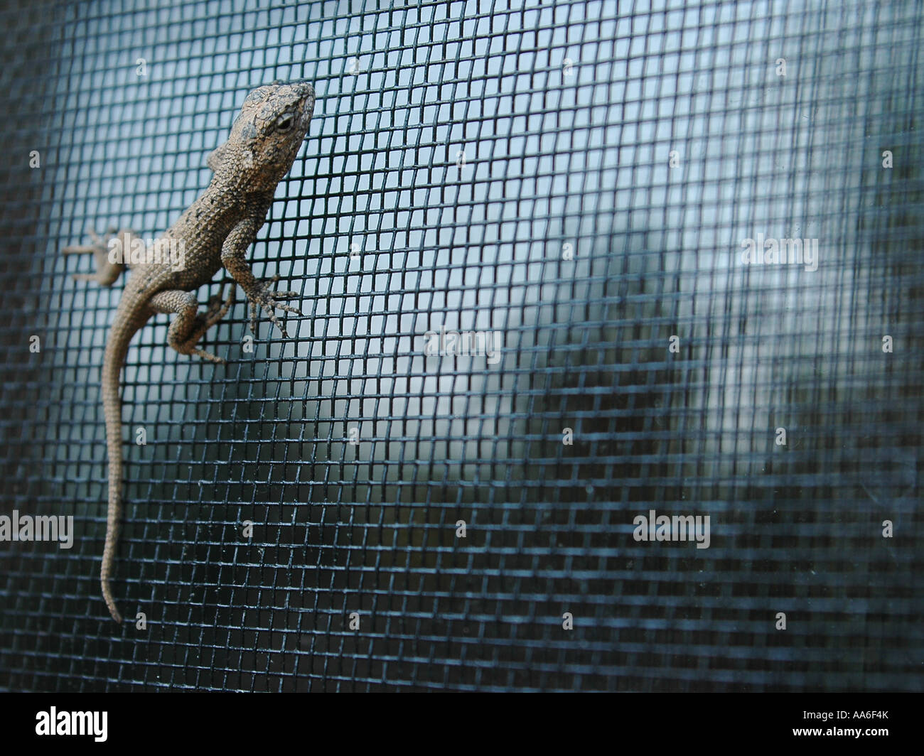 Looking Lizard On Window Screen Stock Photo - Alamy
