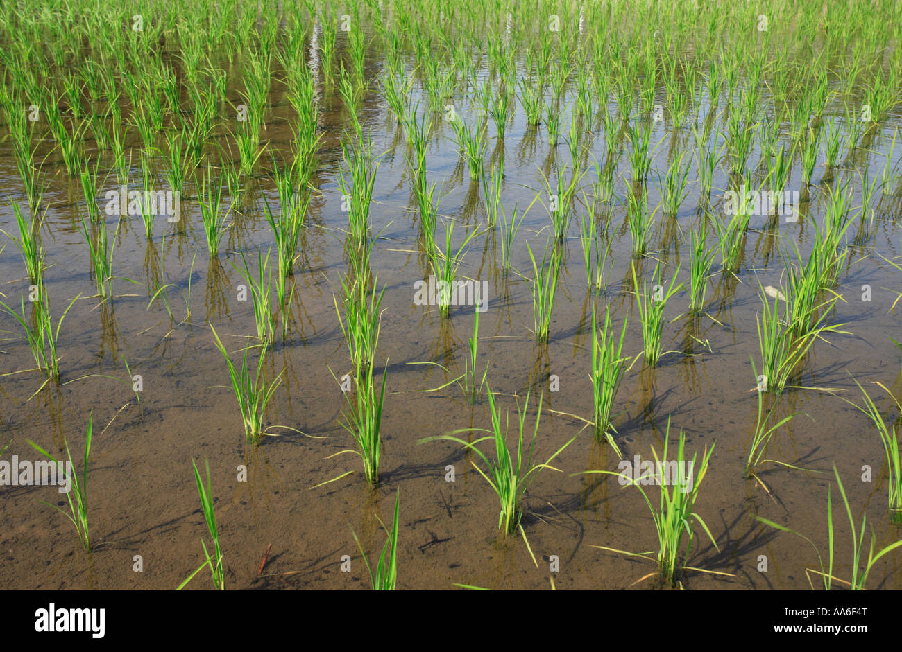 Rice paddy field in Nagareyama City, Chiba Prefecture, Japan Stock ...