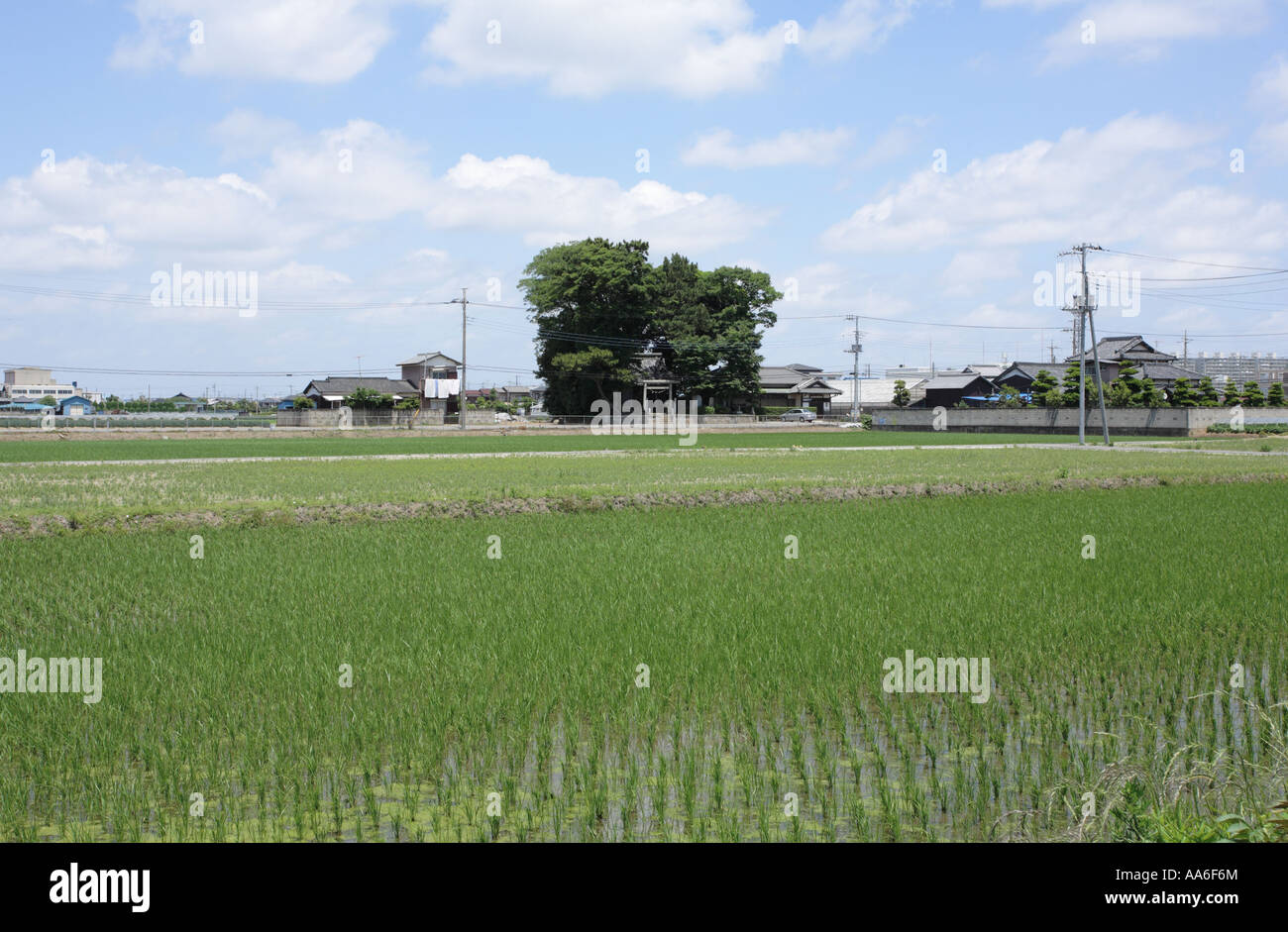 Rice paddy and shrine in Matsudo City, Chiba Prefecture, Japan Stock ...