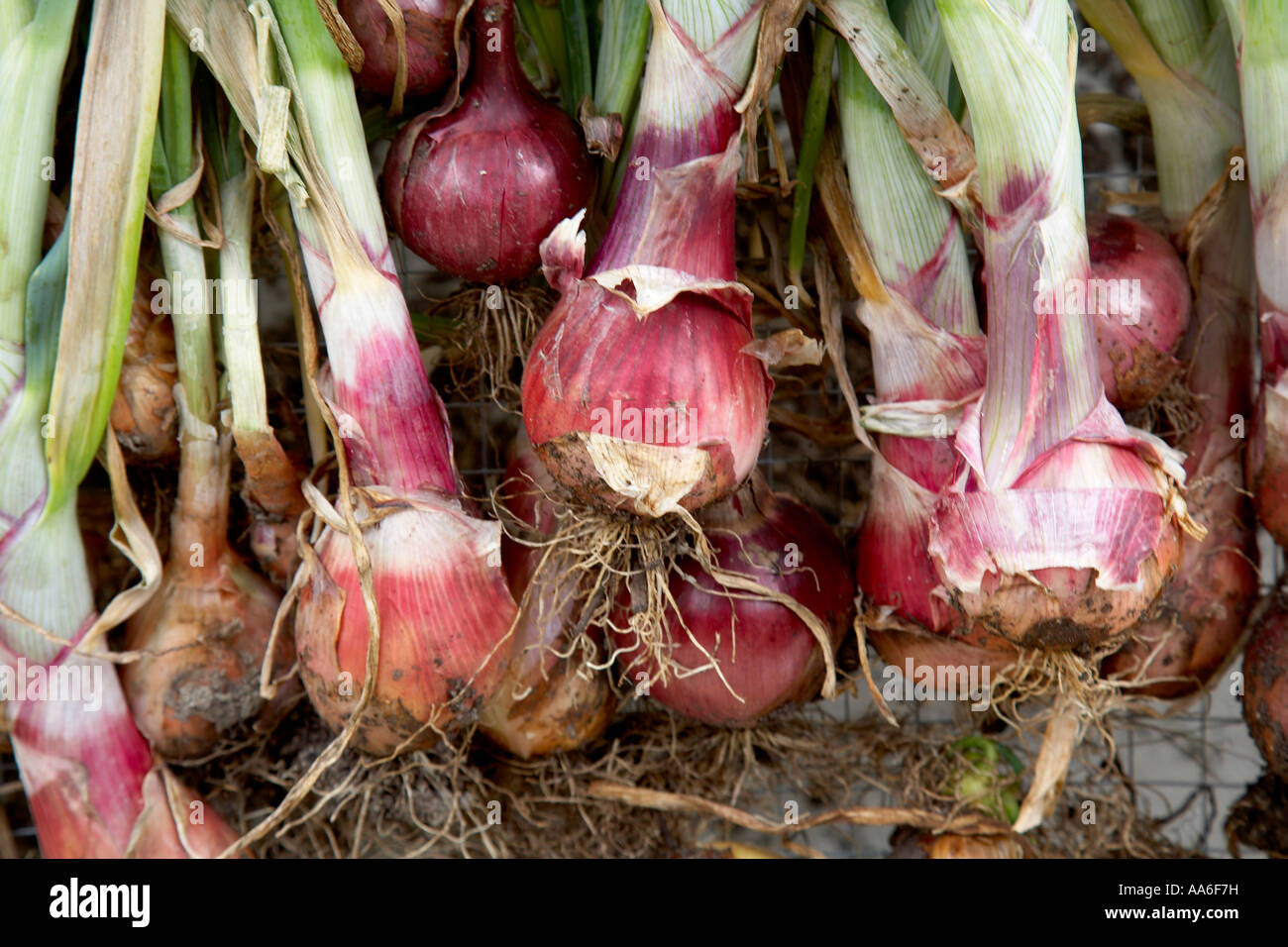 red onions drying on rack Stock Photo - Alamy