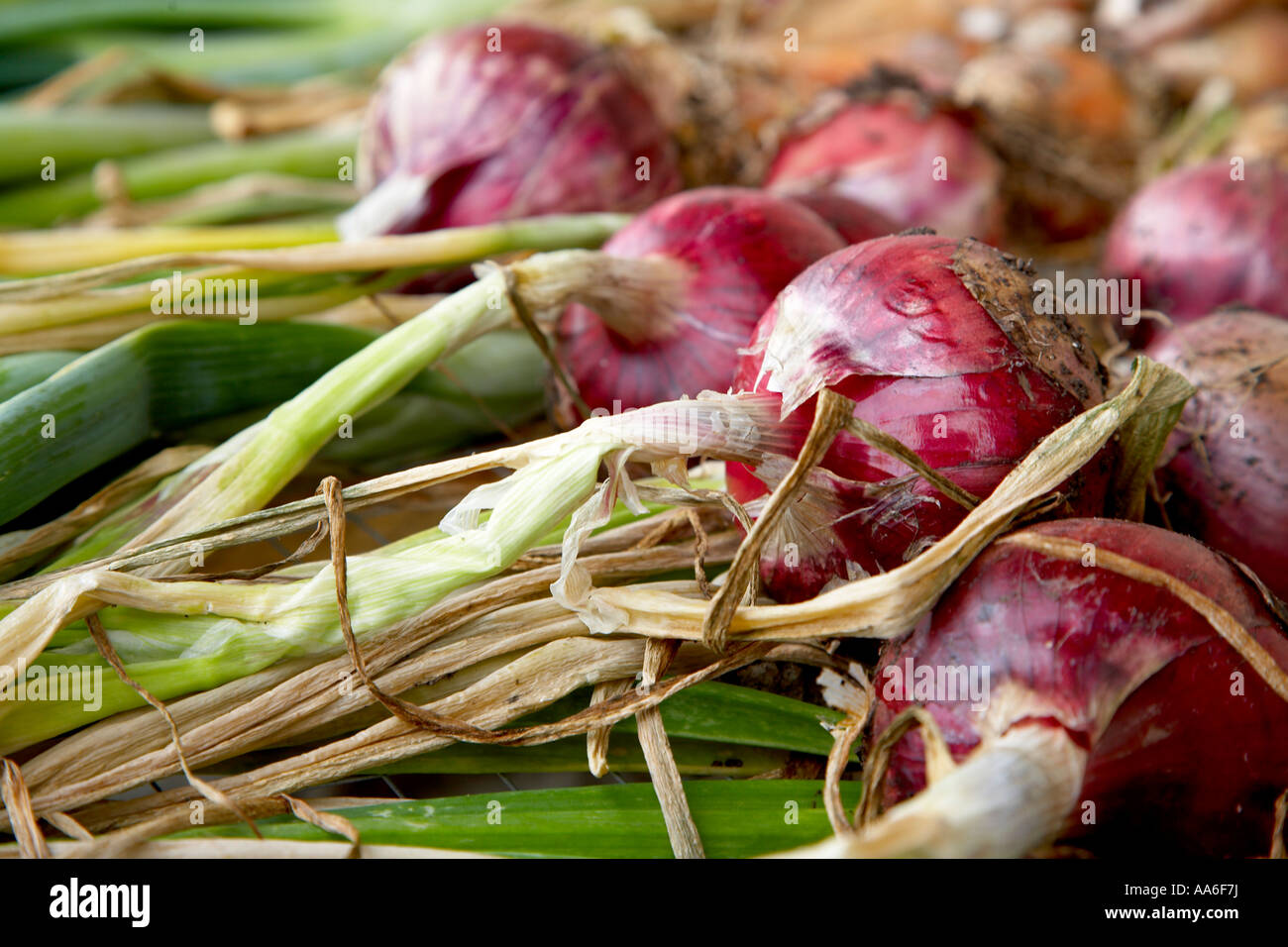 red onions drying on rack Stock Photo - Alamy