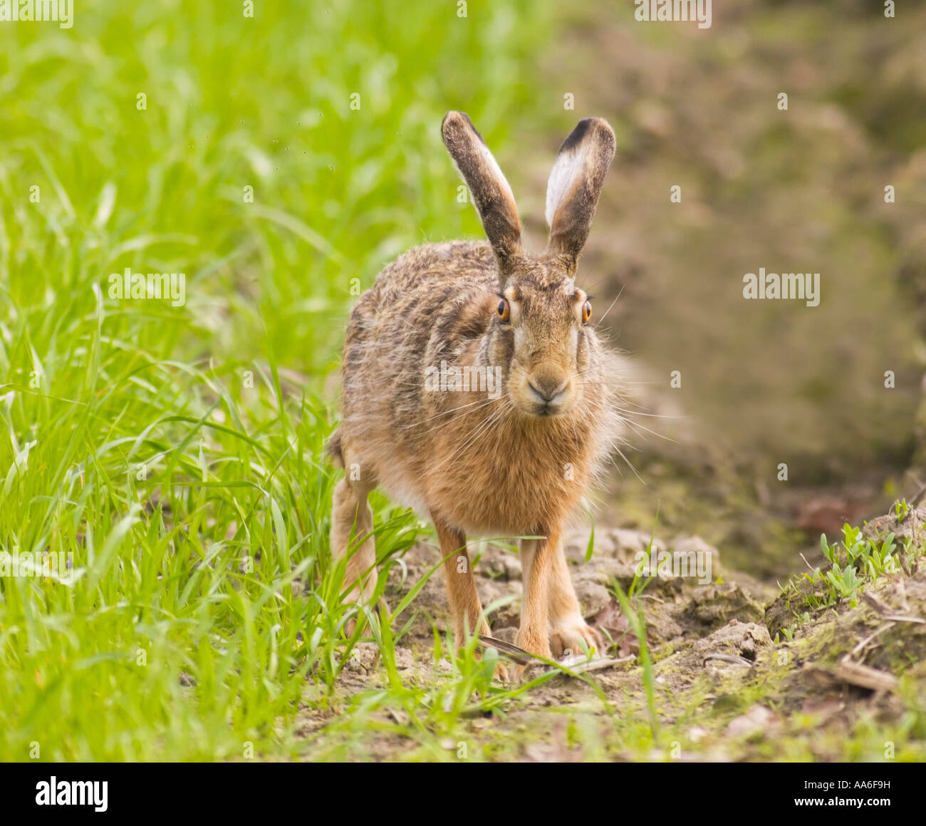 Hare wildlife hi-res stock photography and images - Alamy