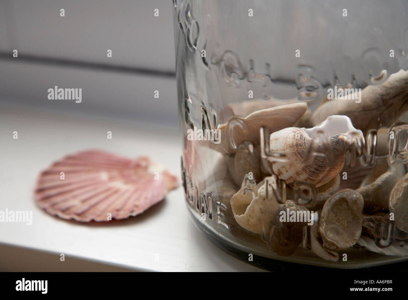 Decorative scallop shell hi-res stock photography and images - Alamy