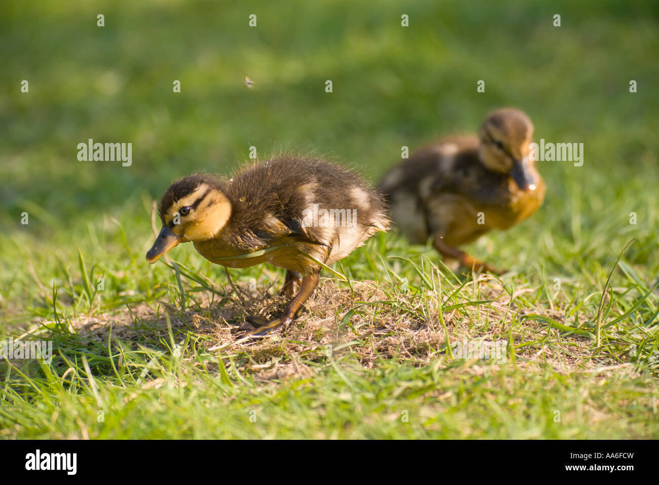 Ducklings walking hi-res stock photography and images - Alamy
