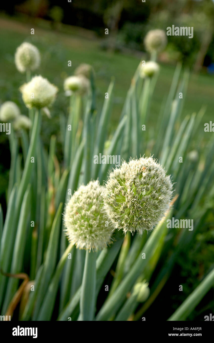 Onion seed head hi-res stock photography and images - Alamy