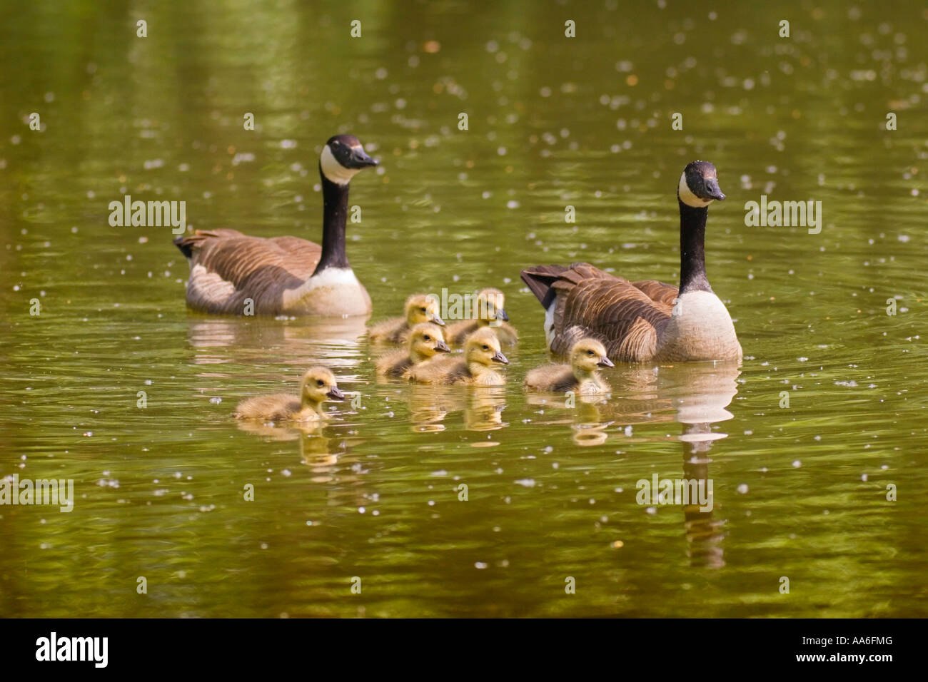 A Canada goose couple (Branta canadensis) swimming on a pond with their ...