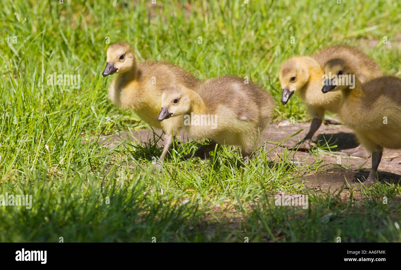Canada geese goslings branta canadensis hi-res stock photography and ...