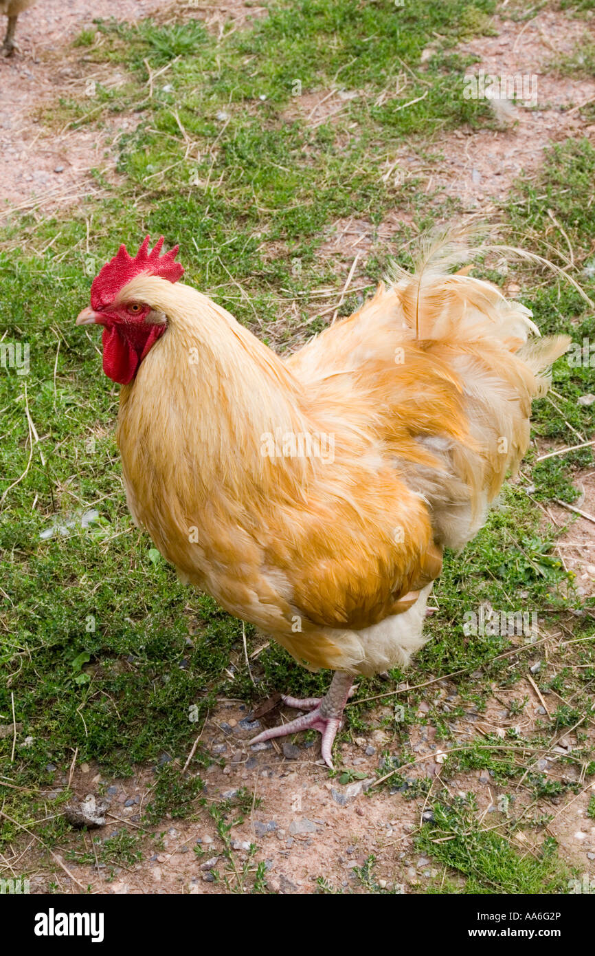 Buff Orpington cockerel on a smallholding in Somerset Stock Photo - Alamy