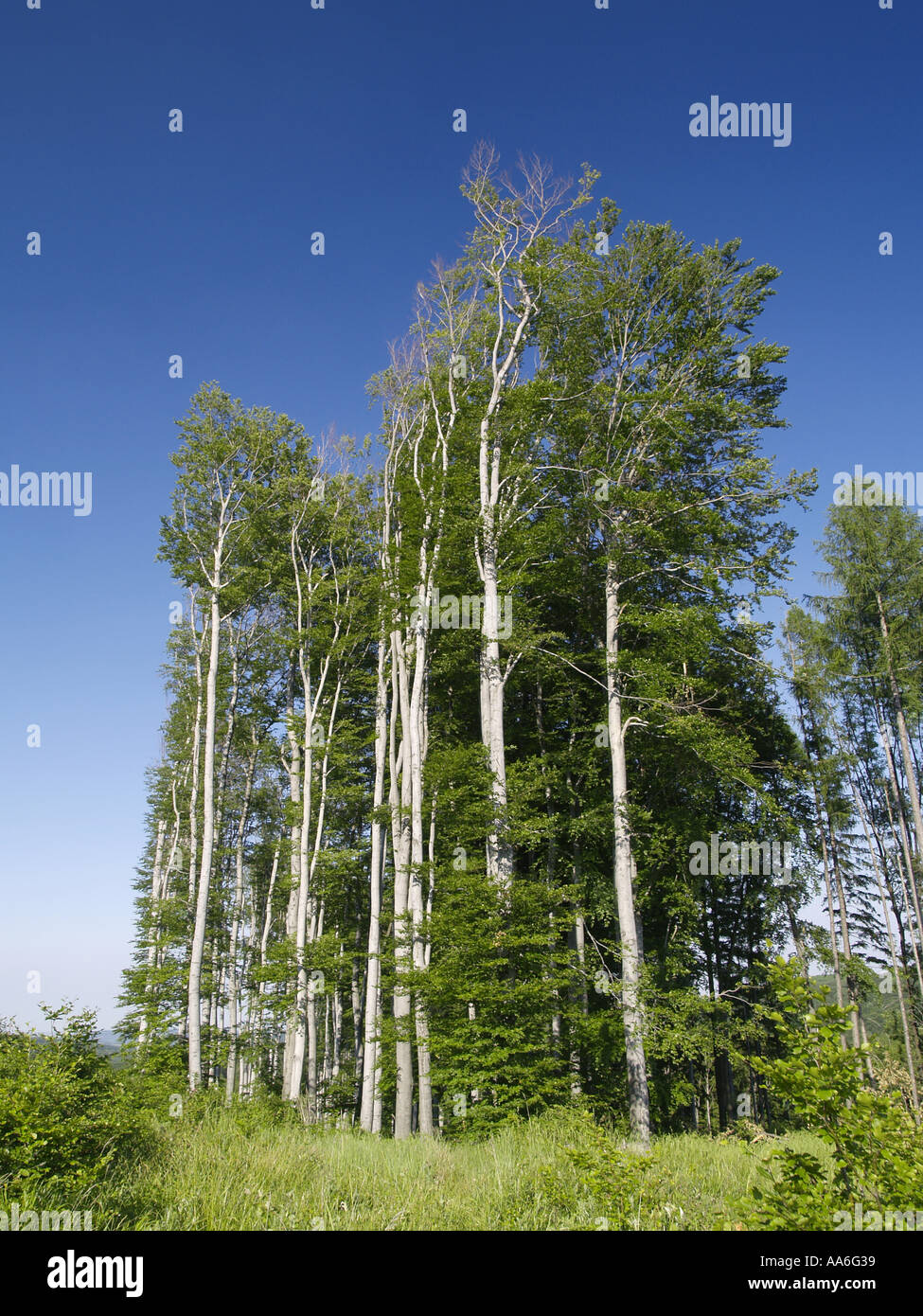 beech trees in the middle of clear cutting Stock Photo - Alamy