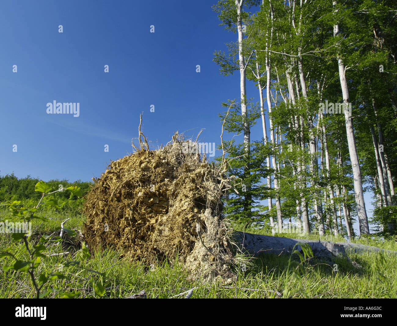 windthrow, uprooted beech tree Stock Photo - Alamy