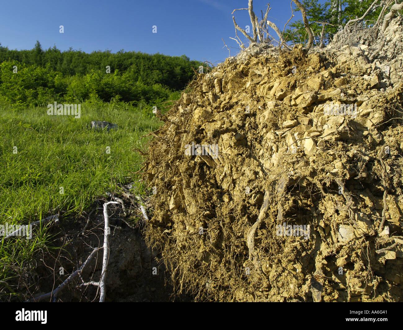 windthrow, uprooted beech tree Stock Photo - Alamy