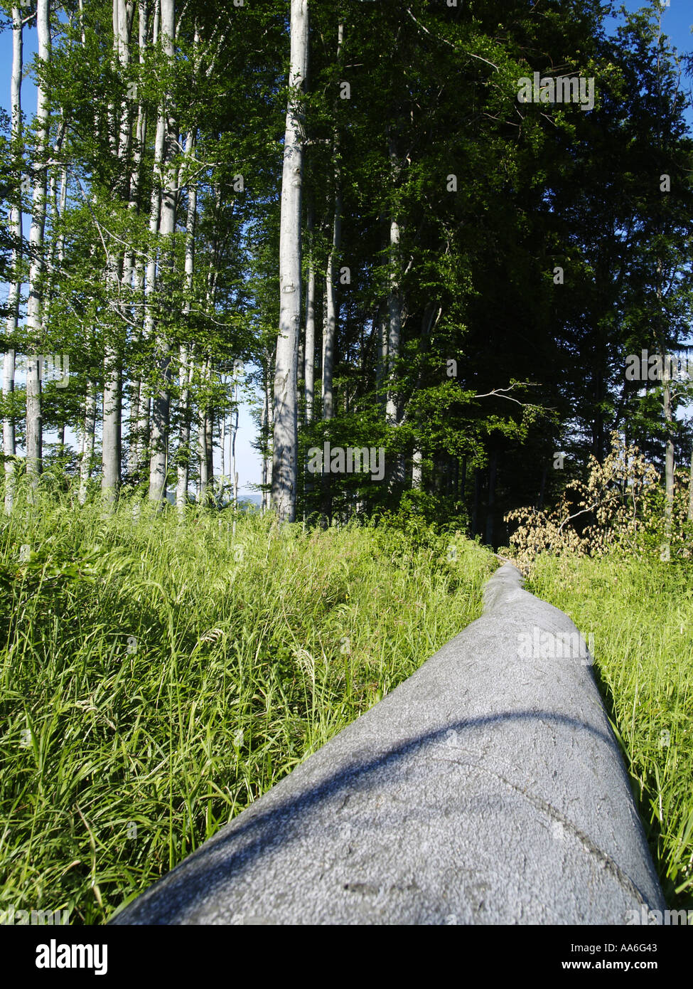 windthrow, uprooted beech tree Stock Photo - Alamy