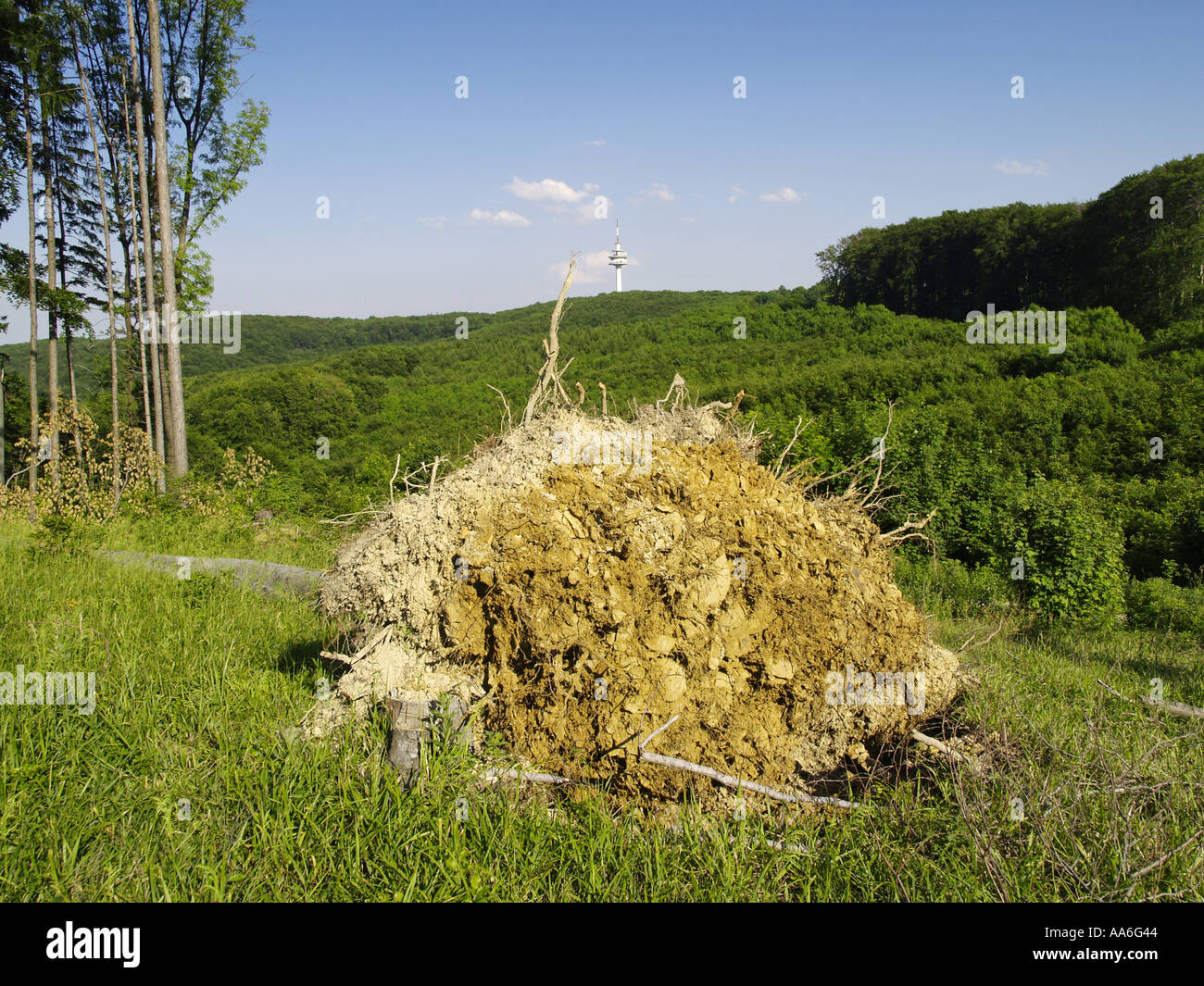 Windthrow hi-res stock photography and images - Alamy