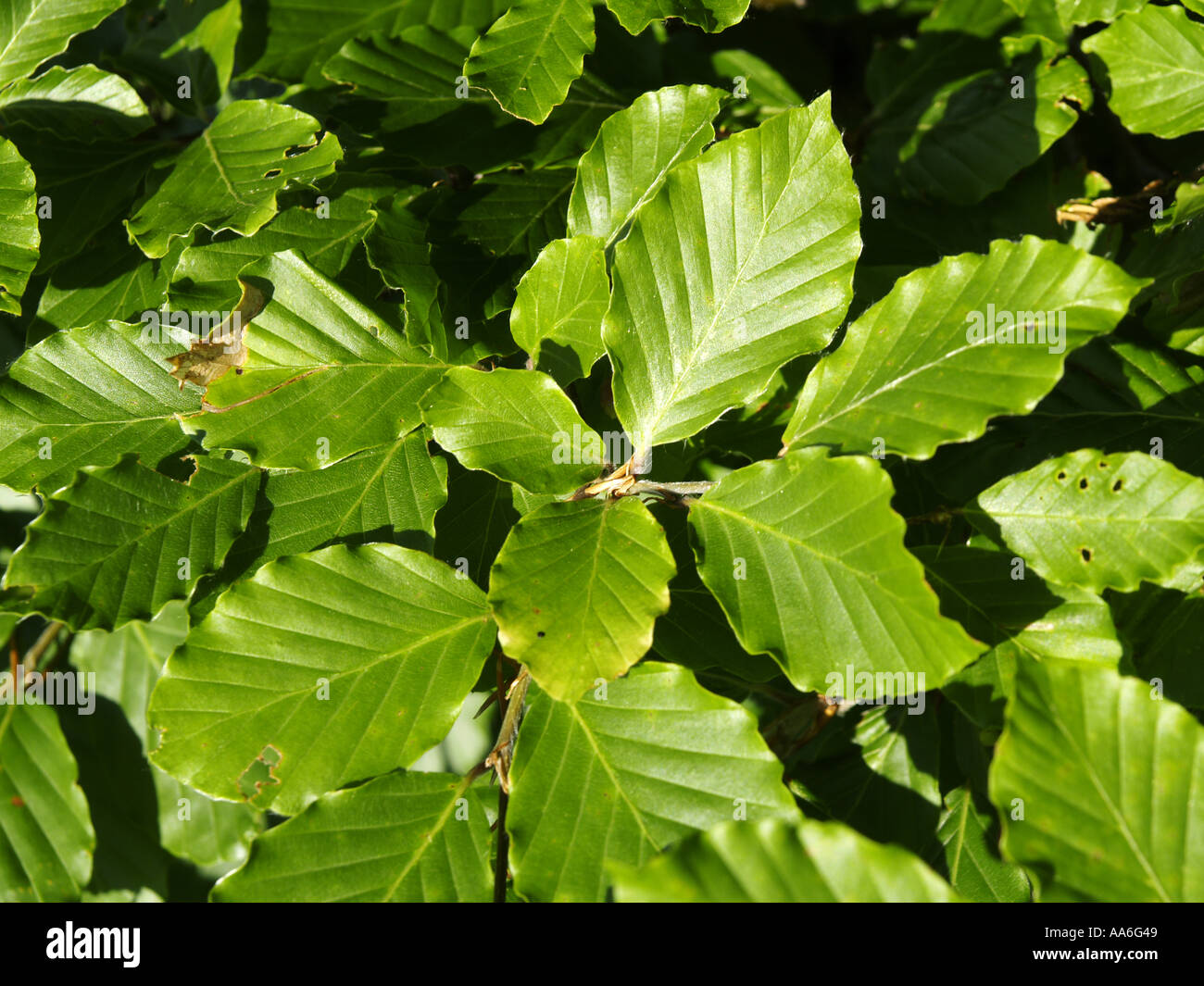 beech tree, leaves Stock Photo - Alamy