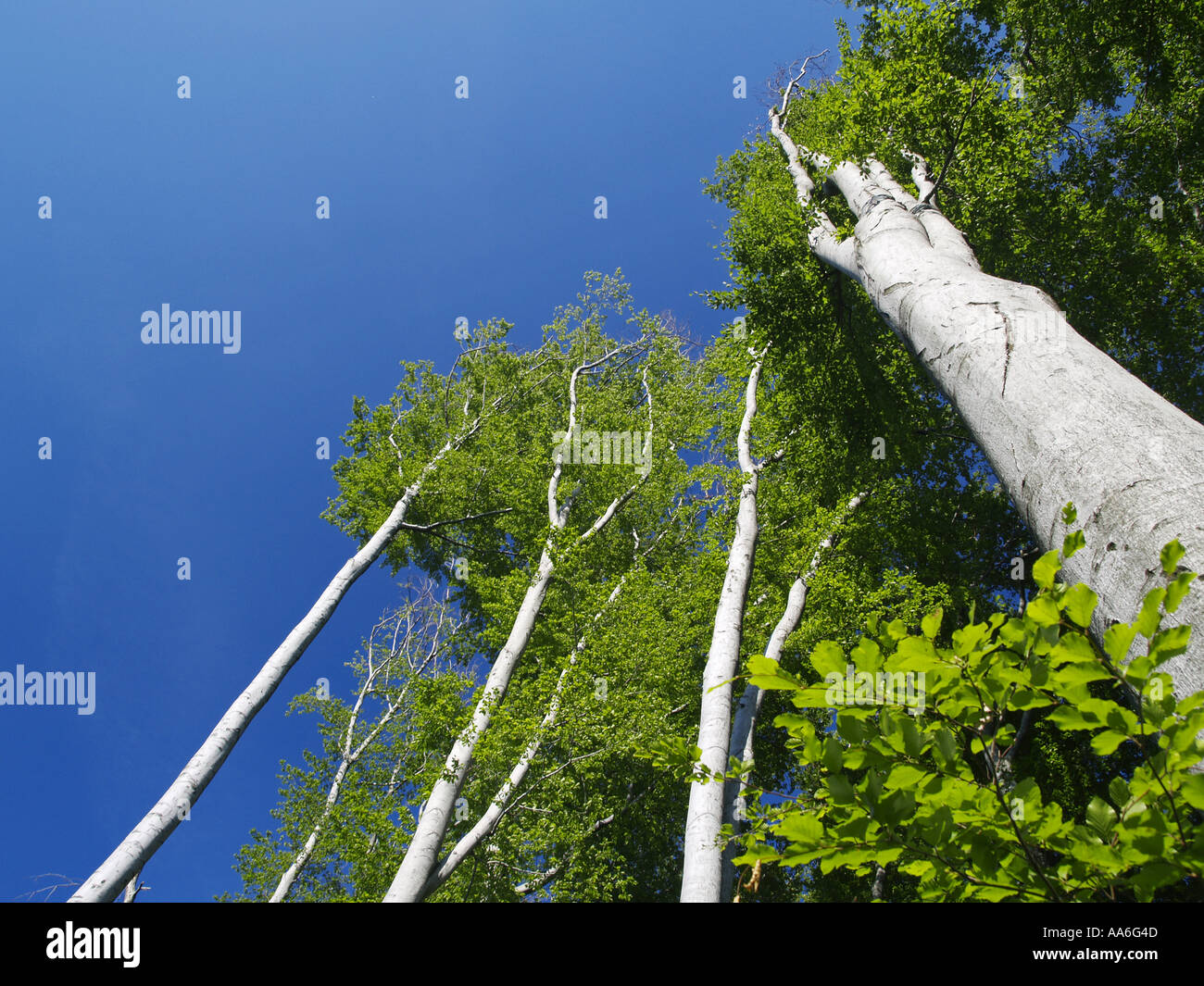 Cutting beech log hi-res stock photography and images - Alamy