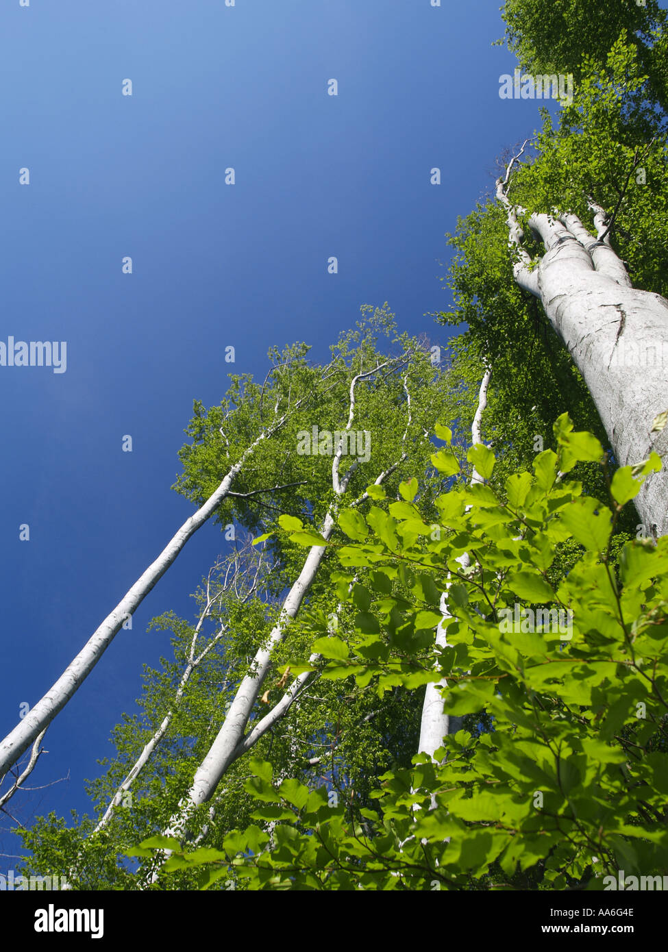 beech trees in the middle of clear cutting Stock Photo - Alamy