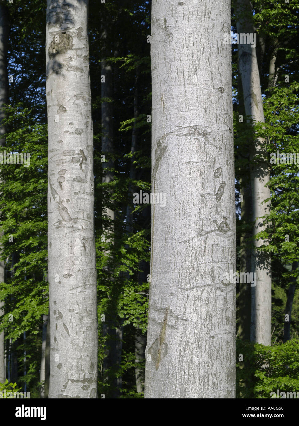 beech trees in the middle of clear cutting Stock Photo - Alamy