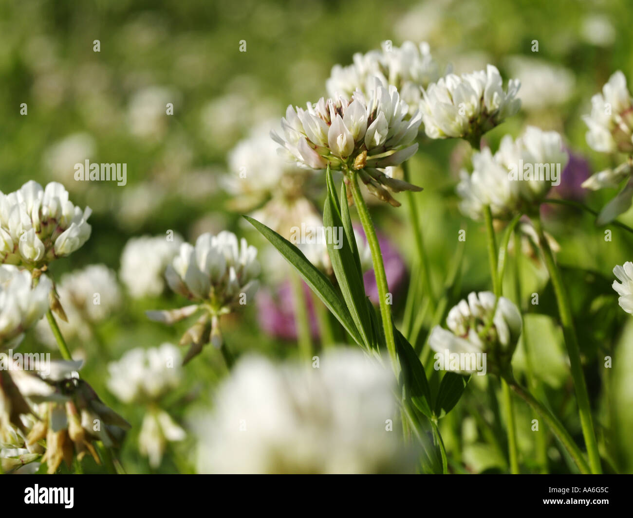 clover in bloom, white, meadow Stock Photo - Alamy