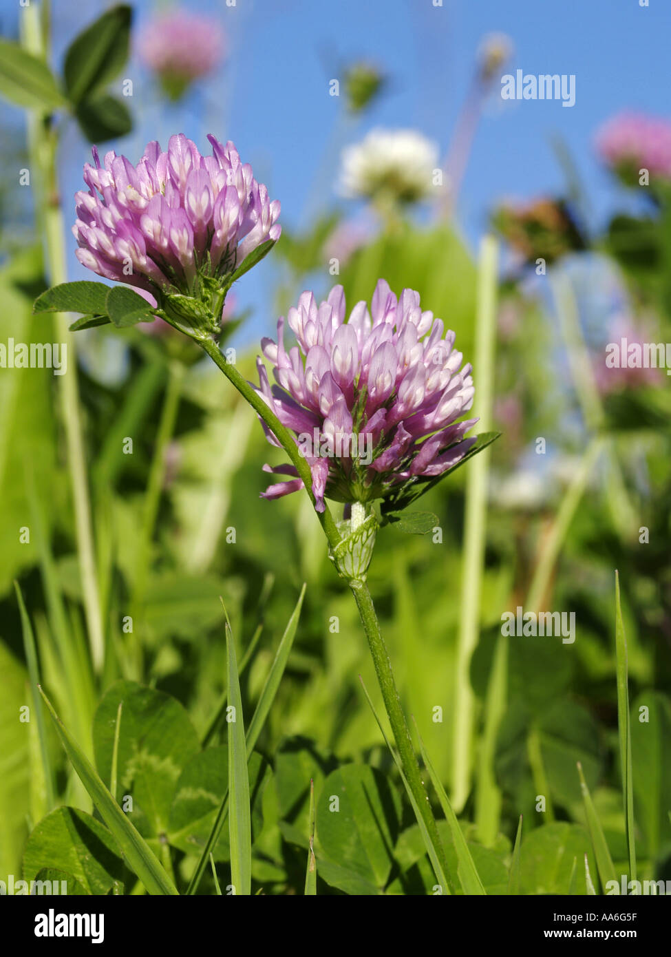 Clover in bloom hi-res stock photography and images - Alamy