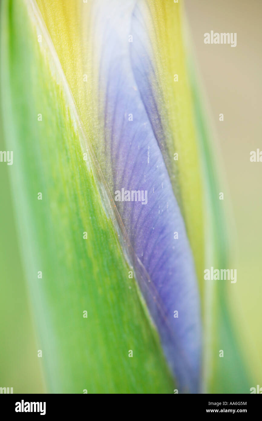 Close up of a Dutch iris flower bud Stock Photo - Alamy