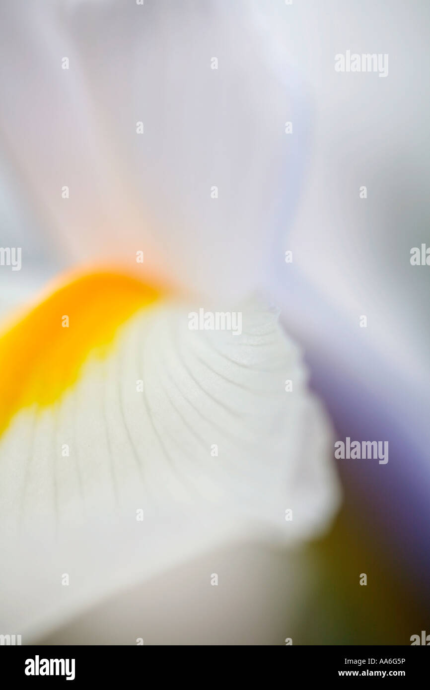 Close up of Dutch Iris flower Stock Photo - Alamy