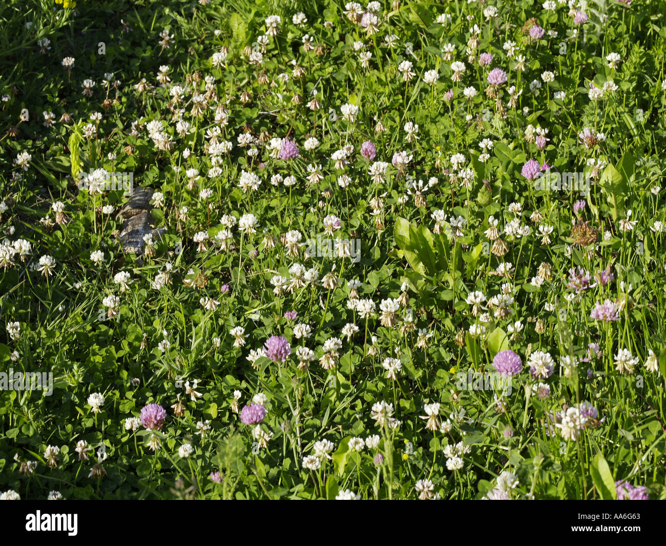 Clover in bloom hi-res stock photography and images - Alamy