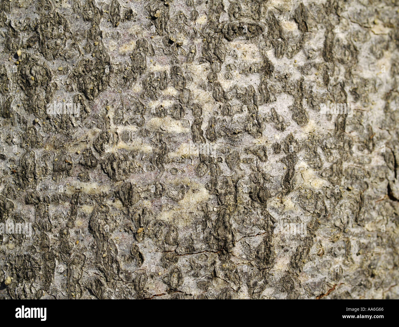 beech tree, bark Stock Photo - Alamy