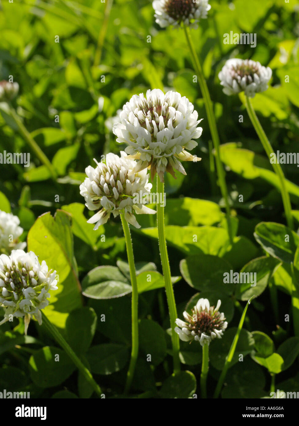Clover in bloom hi-res stock photography and images - Alamy