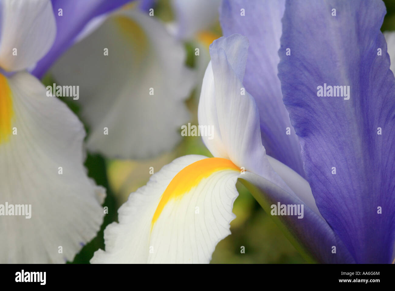 Dutch Irises High Resolution Stock Photography and Images - Alamy