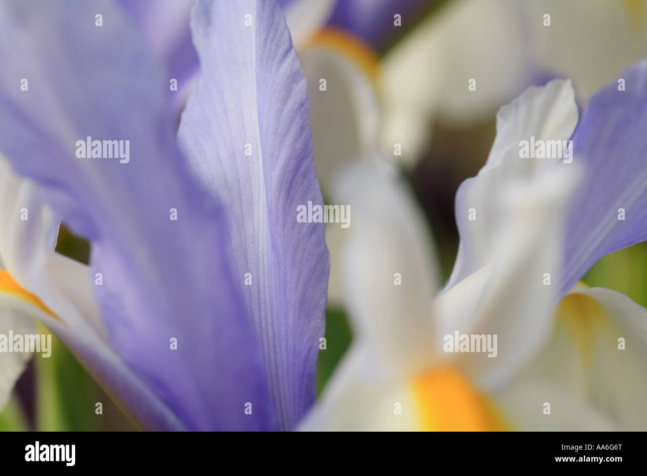 Blue dutch irises hi-res stock photography and images - Alamy
