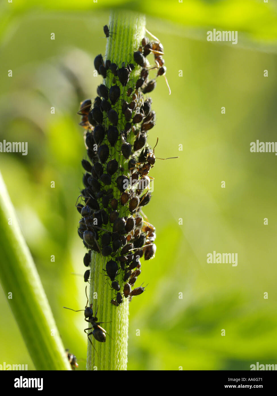 Plant louses hi-res stock photography and images - Alamy