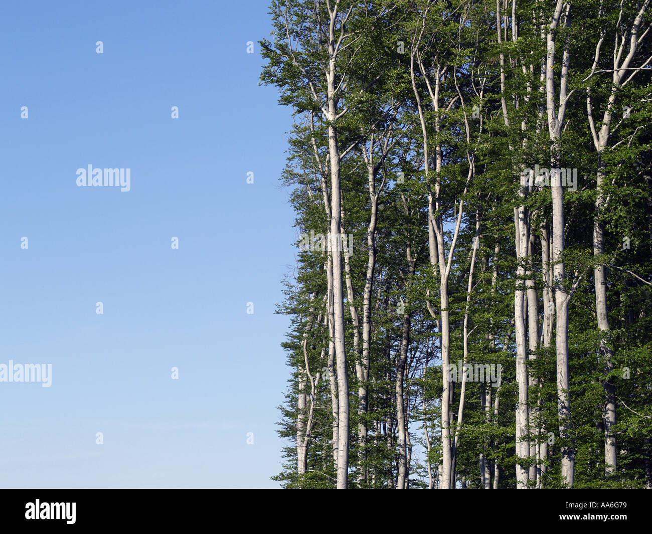 beech trees in the middle of clear cutting Stock Photo - Alamy