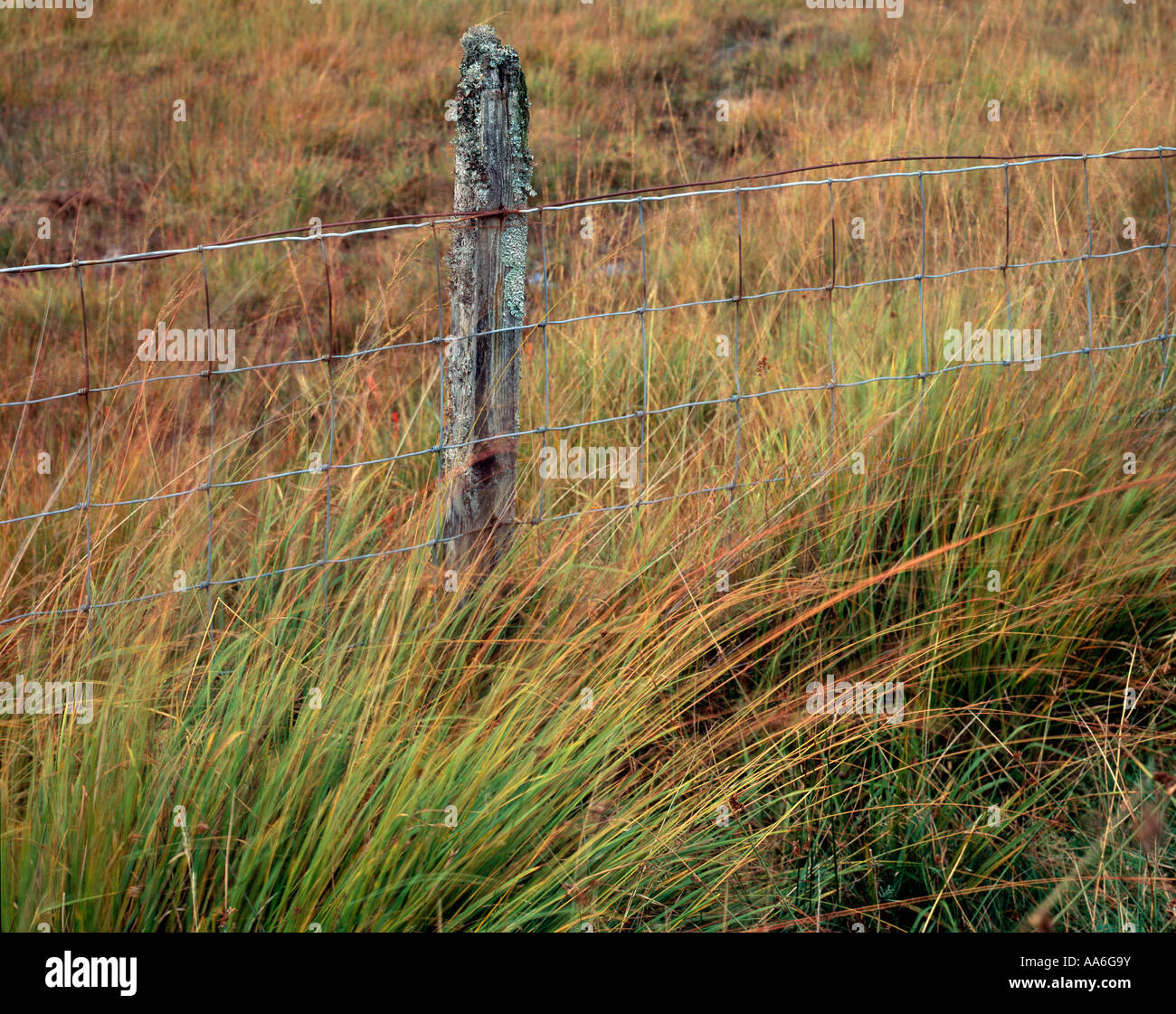 Purple moor grass Molinia caerula blowing across a sheep fence on open ...