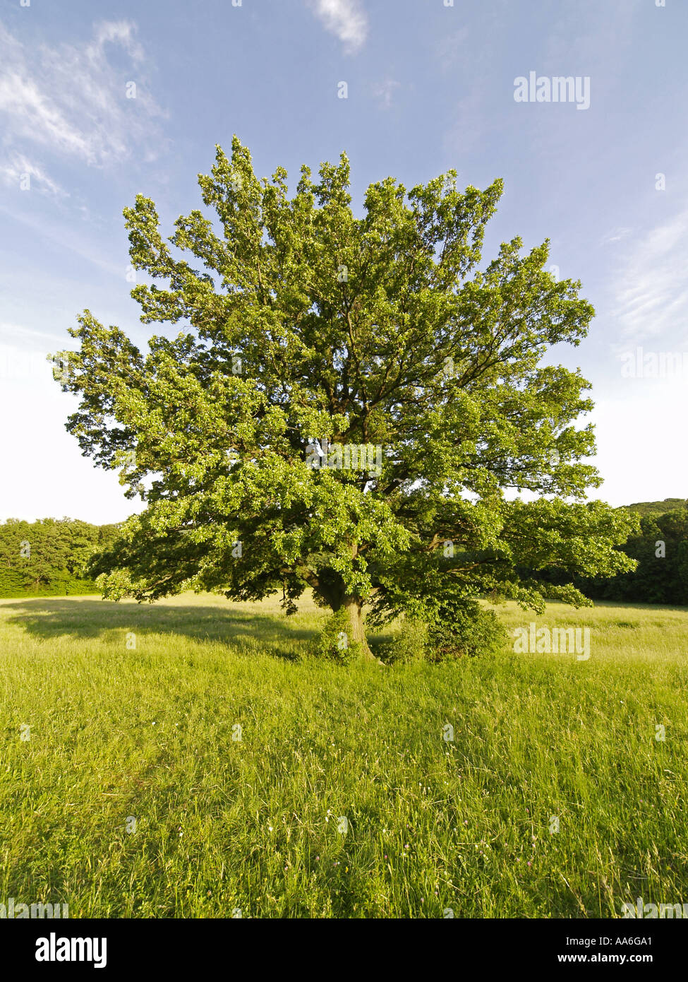Old tree part hi-res stock photography and images - Alamy