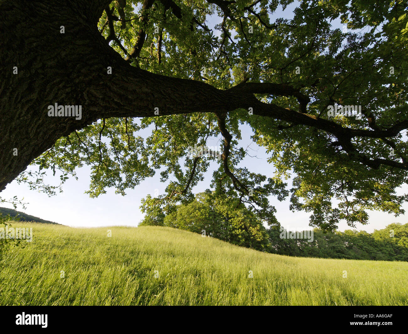 Bork oak tree hi-res stock photography and images - Alamy