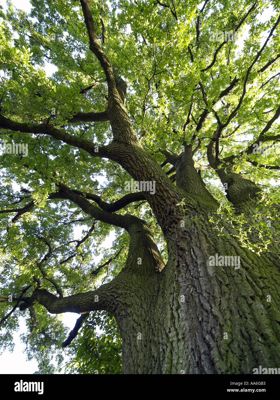 Bork oak tree hi-res stock photography and images - Alamy