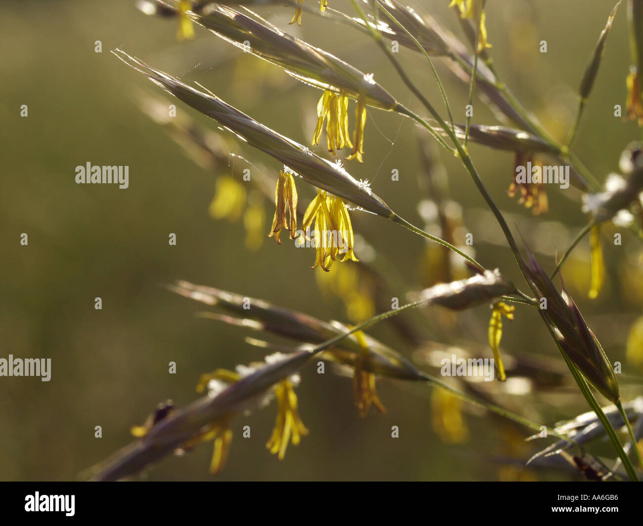 grass, bloom, pollen Stock Photo - Alamy