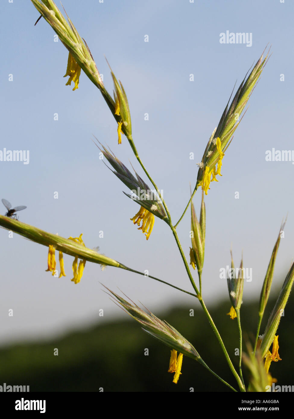grass, bloom, pollen Stock Photo - Alamy